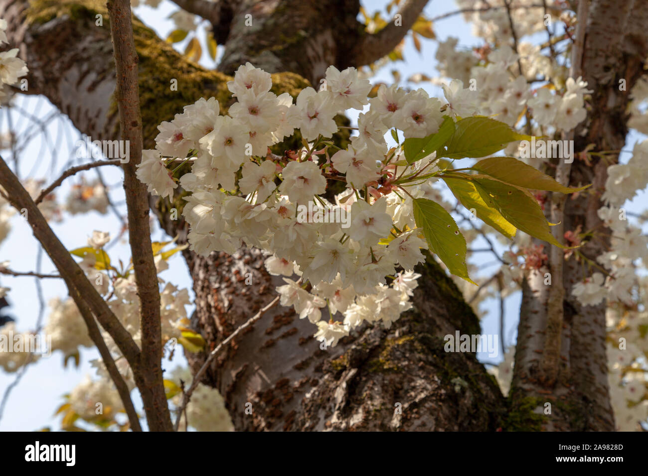 Flower details of an urban Prunus 'Ukon' cherry tree, Highgate, London ...