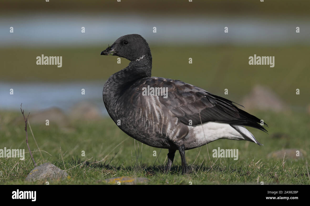 Black Brant Goose High Resolution Stock Photography and Images - Alamy