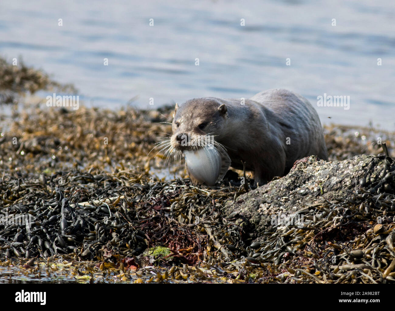 Otter Lutra Lutra Holt High Resolution Stock Photography and Images - Alamy