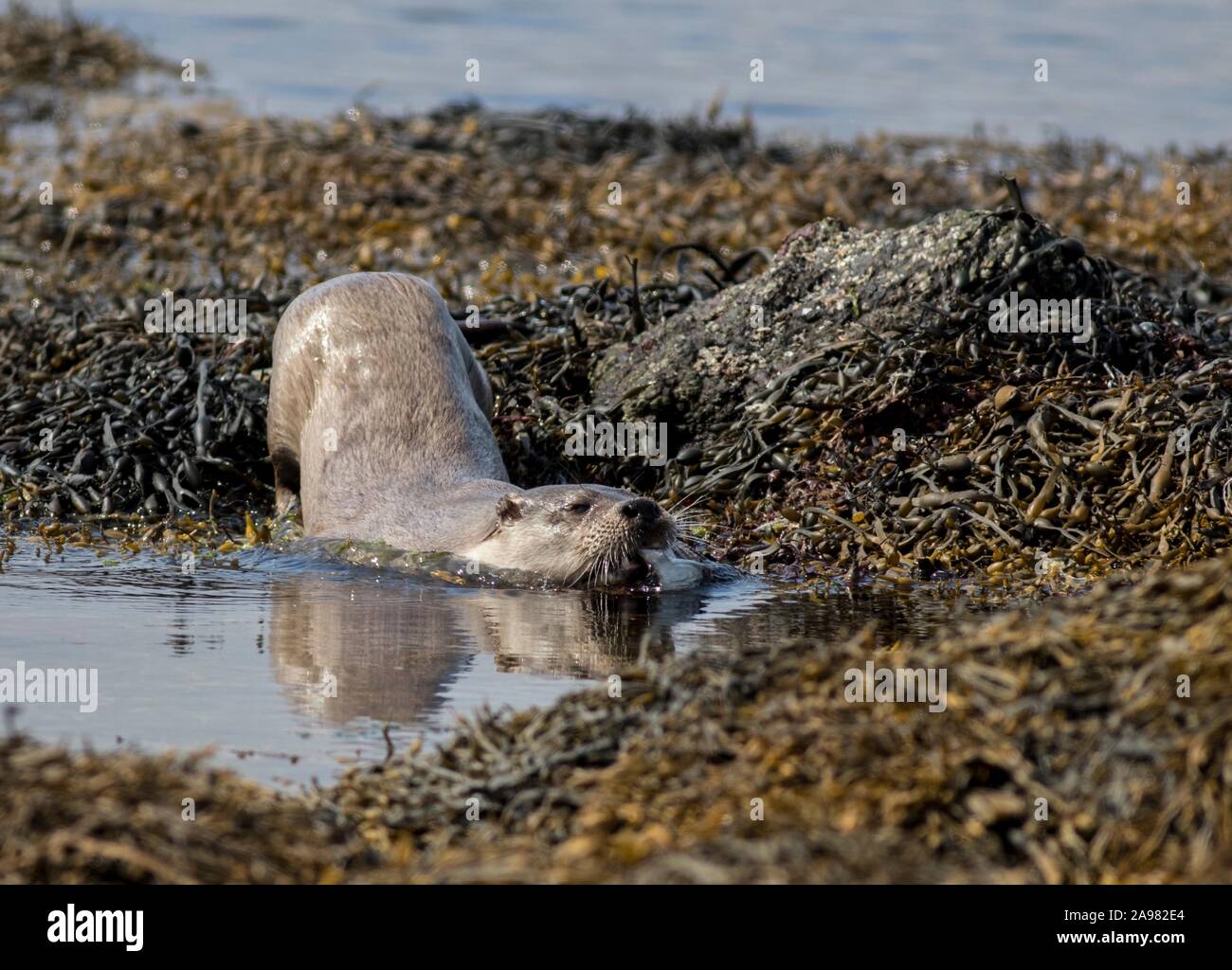 Otters on Shetland, Scotland Stock Photo - Alamy