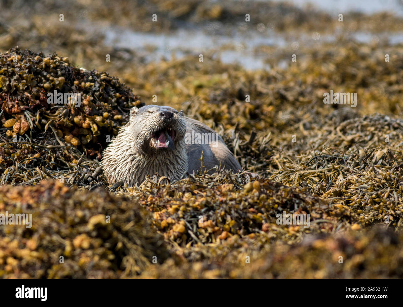 Otter couch hi-res stock photography and images - Alamy