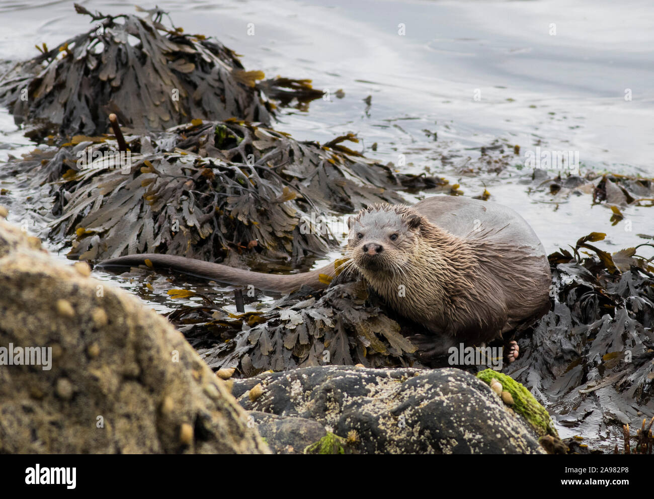 Otters on Shetland, Scotland Stock Photo - Alamy