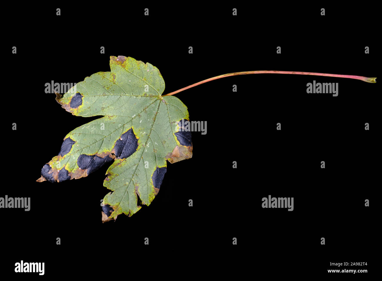 Natural and colorful autumn leaves on black background - sycamore ...
