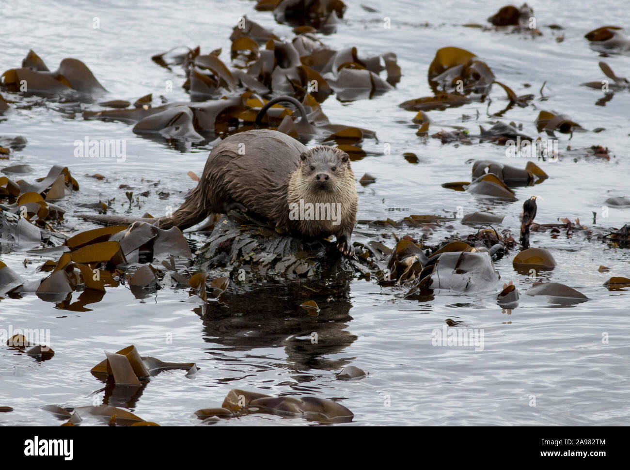 Otters on Shetland, Scotland Stock Photo - Alamy