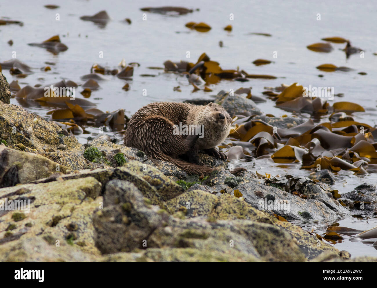 Otters on Shetland, Scotland Stock Photo - Alamy