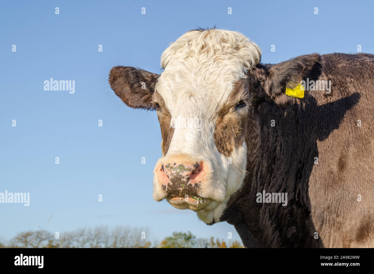 Portrait of a cow Stock Photo - Alamy