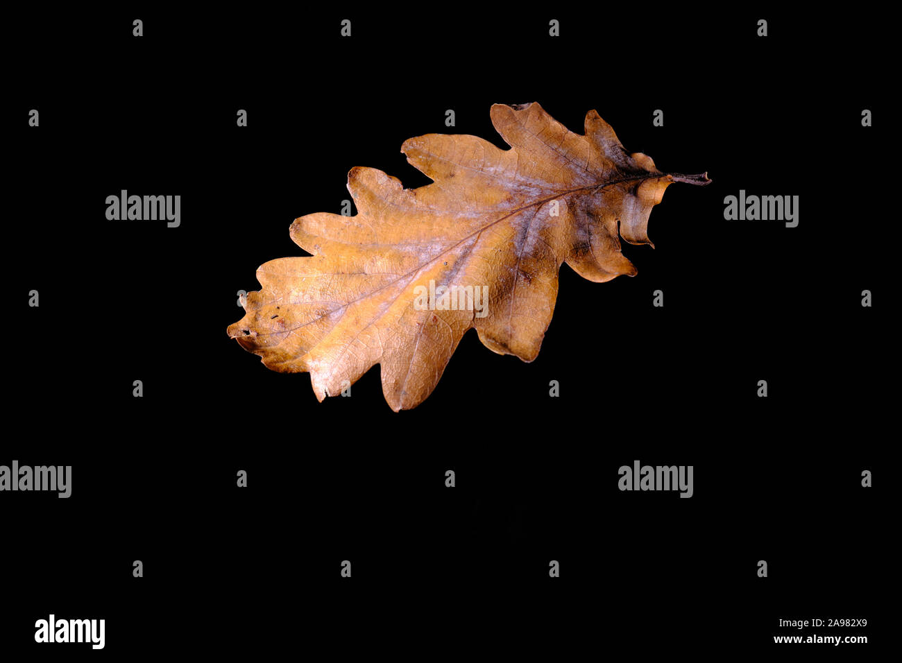 Natural and colorful autumn leaves on black background - oak Stock ...
