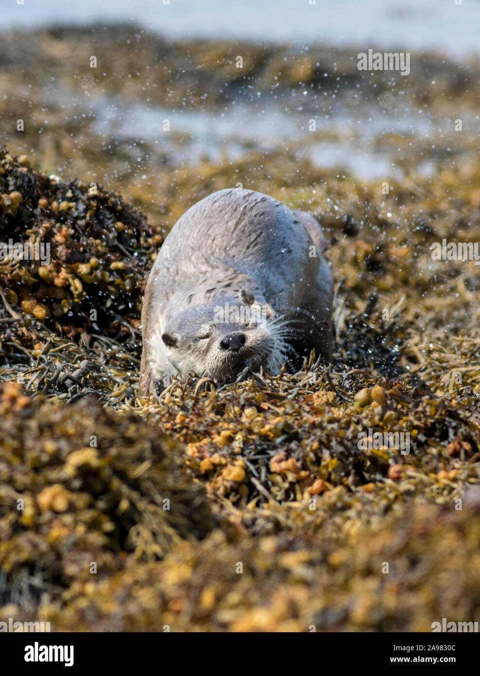 Otters on Shetland, Scotland Stock Photo - Alamy