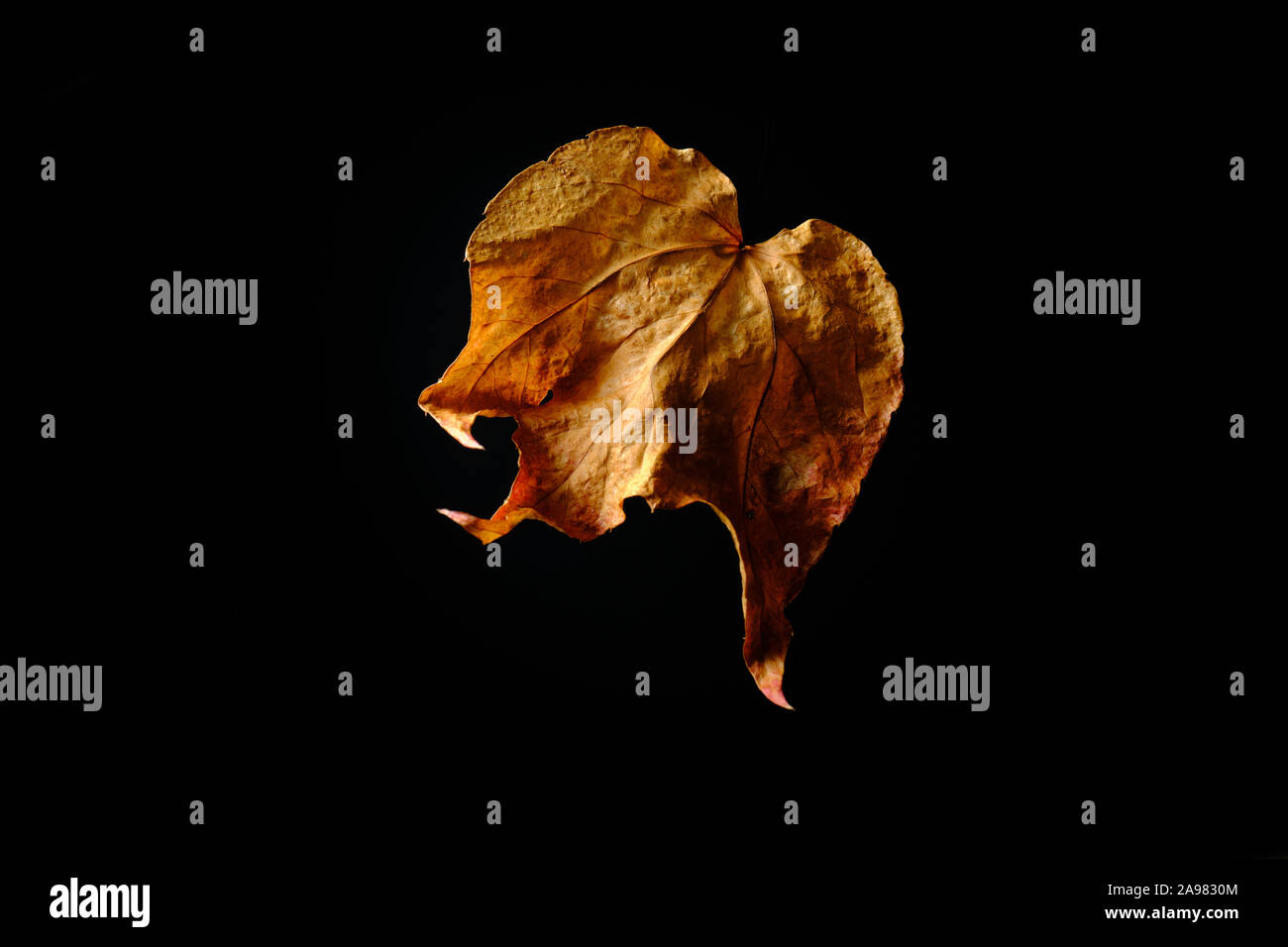 Natural and colorful autumn leaves on black background - sycamore ...