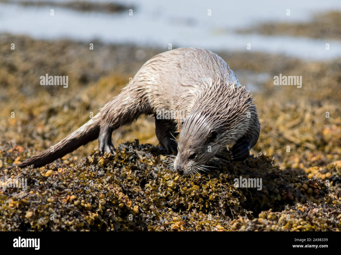 Otters on Shetland, Scotland Stock Photo - Alamy