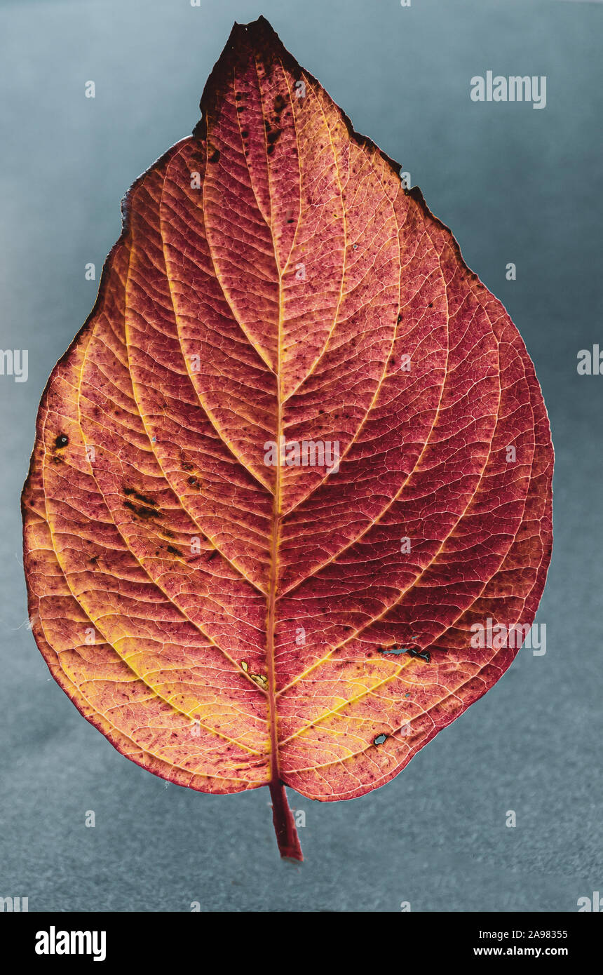 Closeup fall leaf hi-res stock photography and images - Alamy
