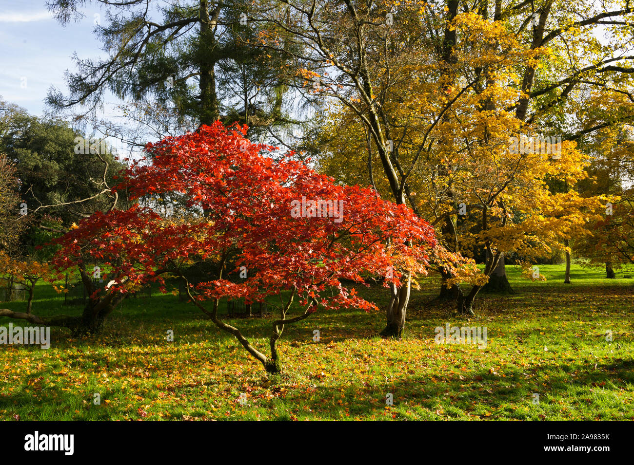 Autumn colours at Westonbirt, The National Arboretum,Gloucestershire ...