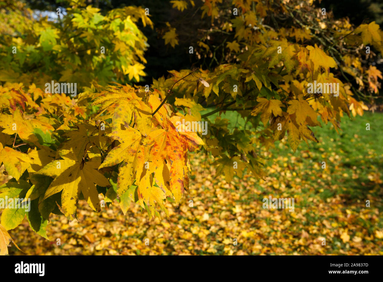 Autumn colours at Westonbirt, The National Arboretum,Gloucestershire ...