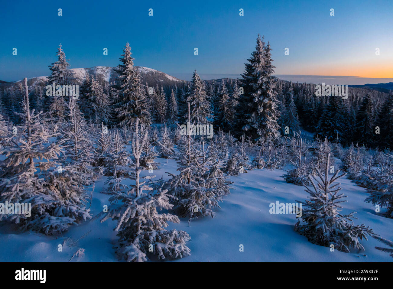 Fantastic evening landscape with dramatic winter scene with snowy trees ...