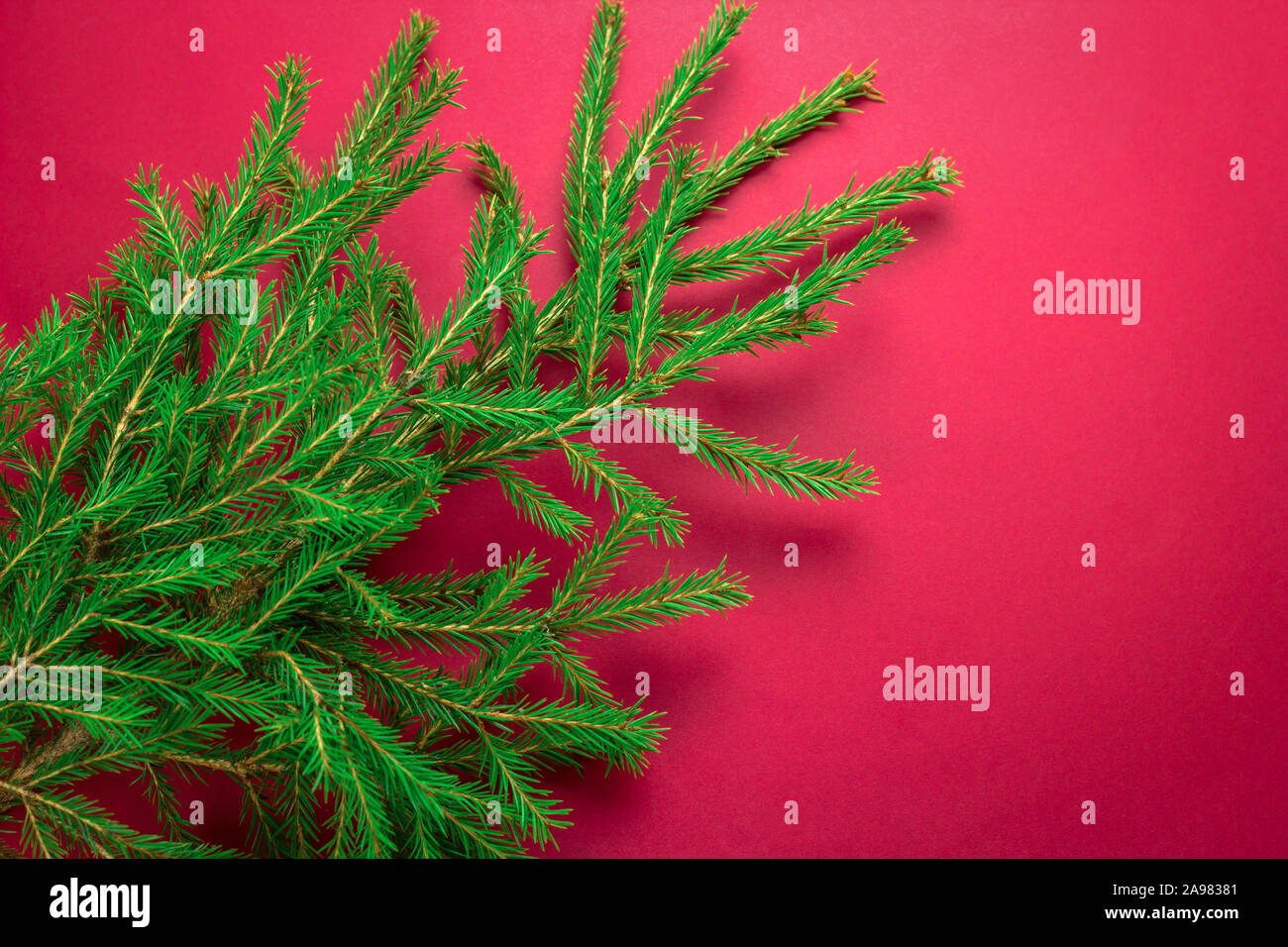 top view evergreen tree branches on a red background Stock Photo - Alamy