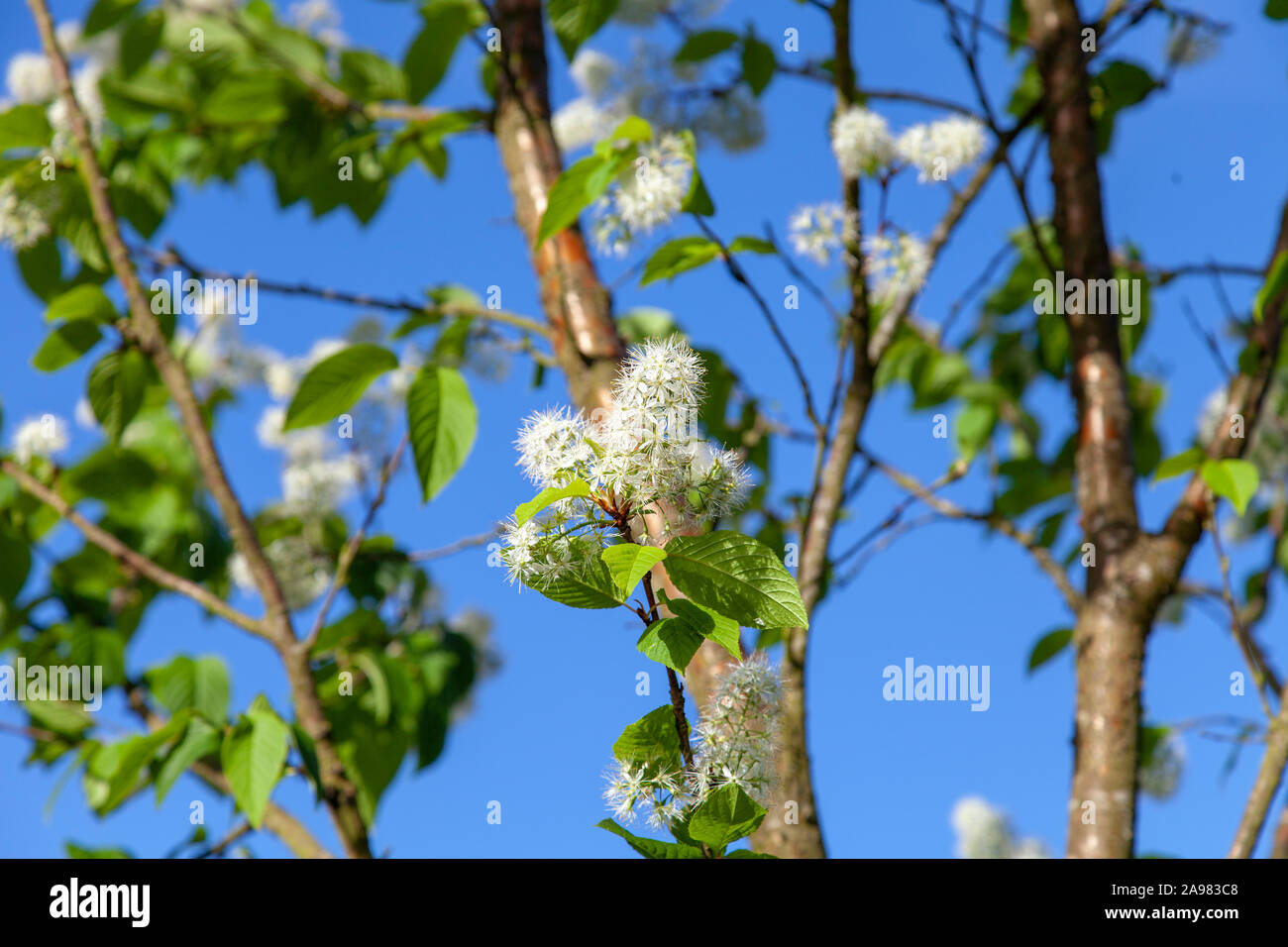 Manchurian cherry (Prunus maackii 'Amber Beauty') street tree, London ...