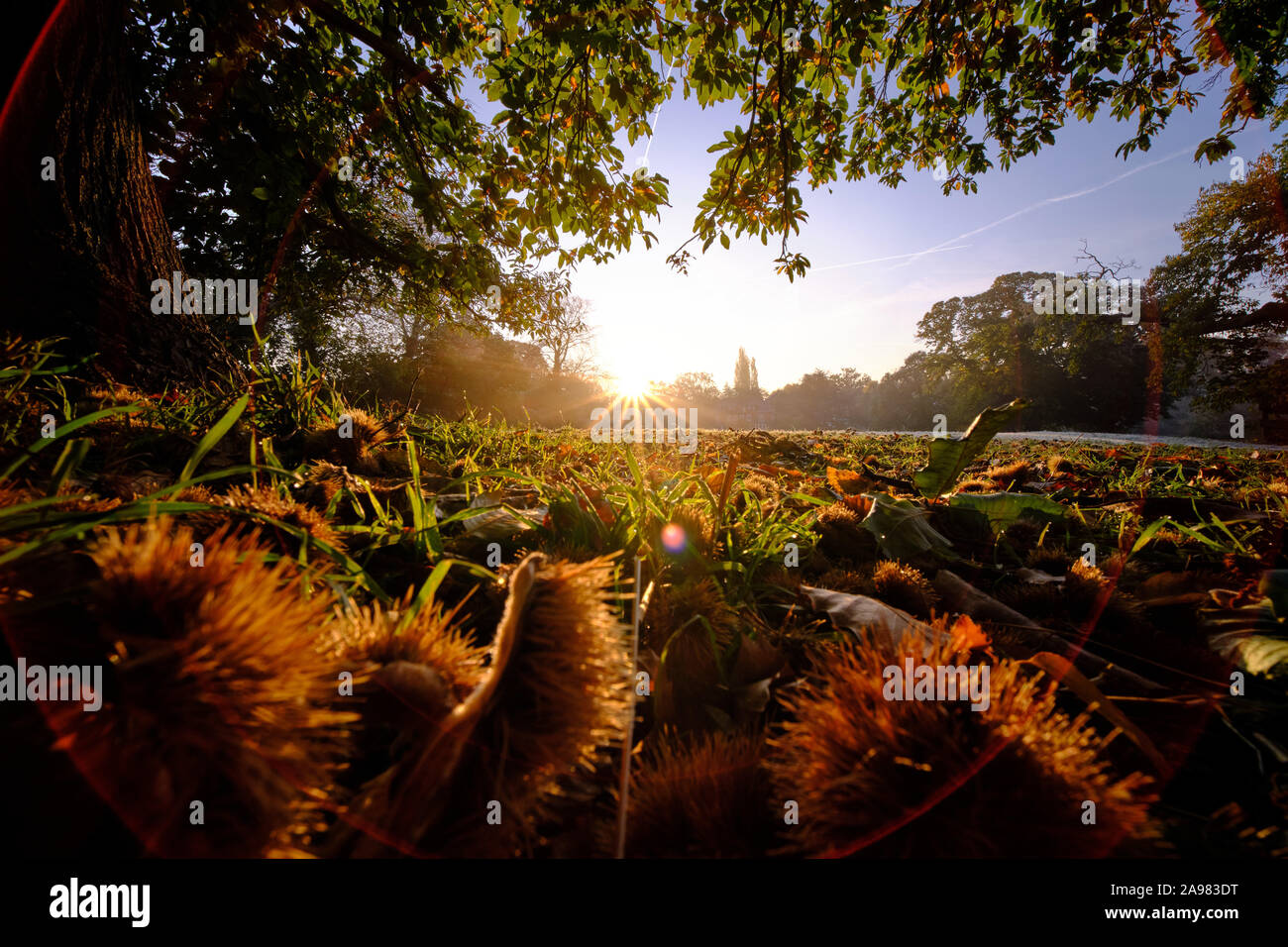 Chestnuts and colorful autumn leaves under a chestnut tree on a frosty ...