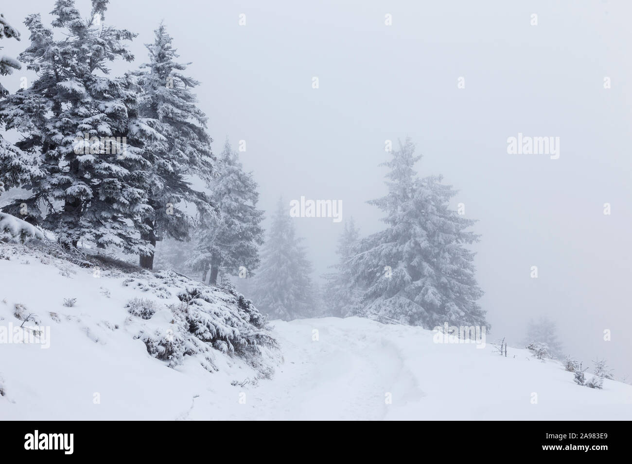 Landscape scene in the mountain forest. Misty winter landscape in the ...