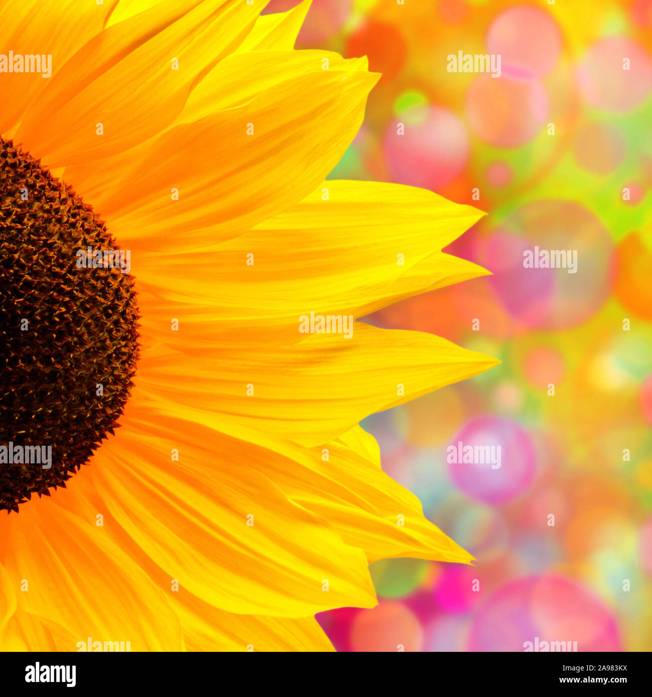 Sunflowers and colorful background Stock Photo - Alamy