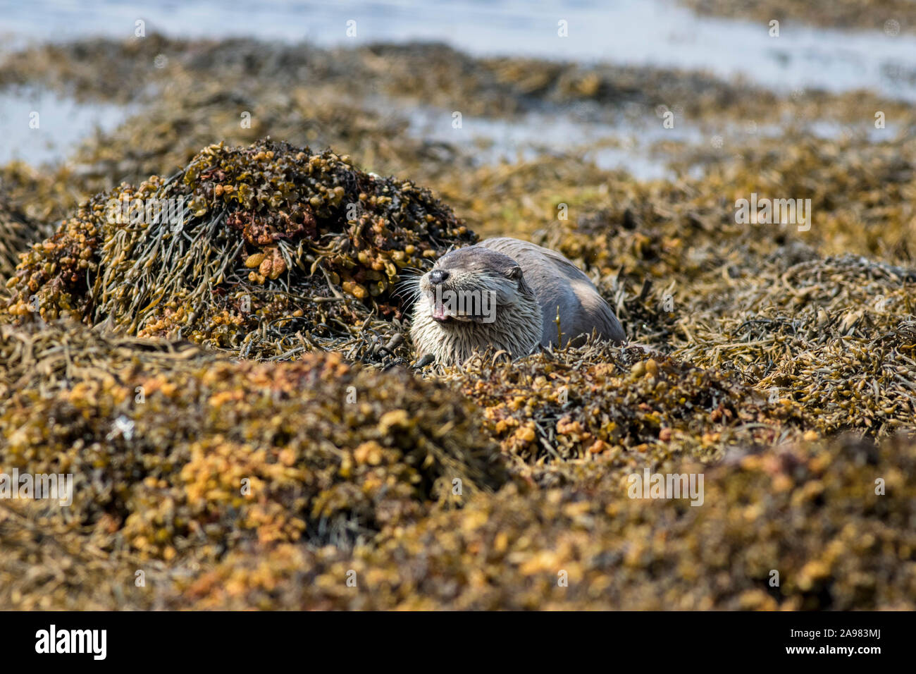 Otter Lutra Lutra Holt High Resolution Stock Photography and Images - Alamy