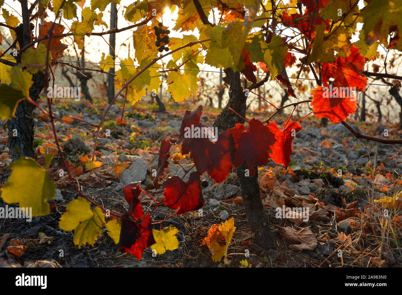 Colorful grapevine tree leaves Stock Photo - Alamy