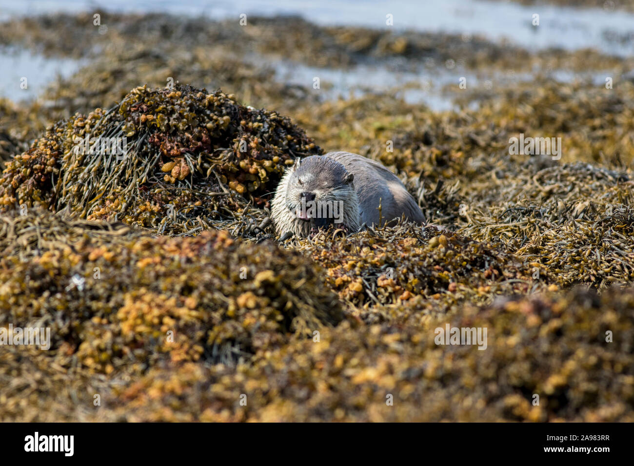 Otter Lutra Lutra Holt High Resolution Stock Photography and Images - Alamy