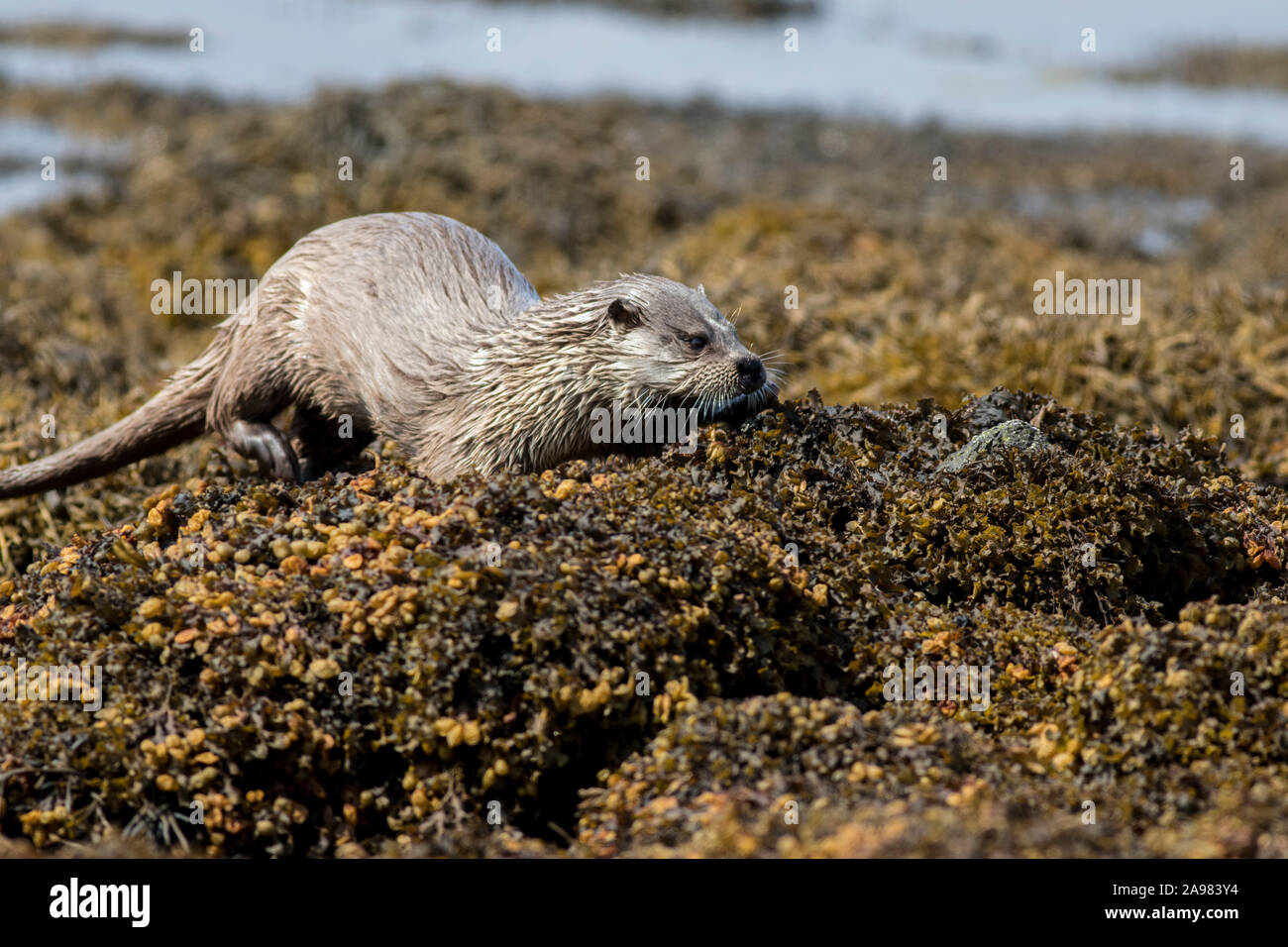 Otter Lutra Lutra Holt High Resolution Stock Photography and Images - Alamy
