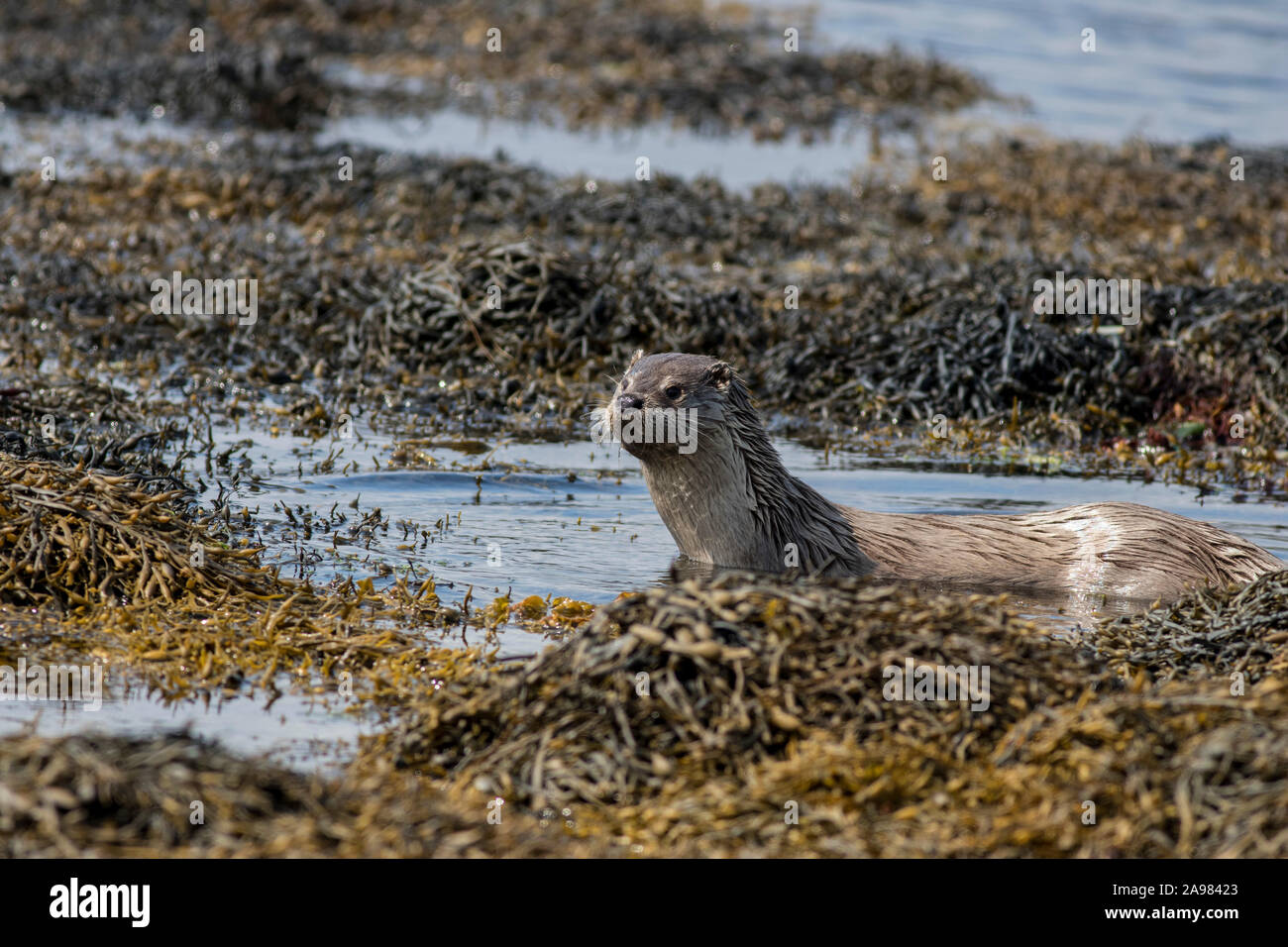 Otter couch hi-res stock photography and images - Alamy
