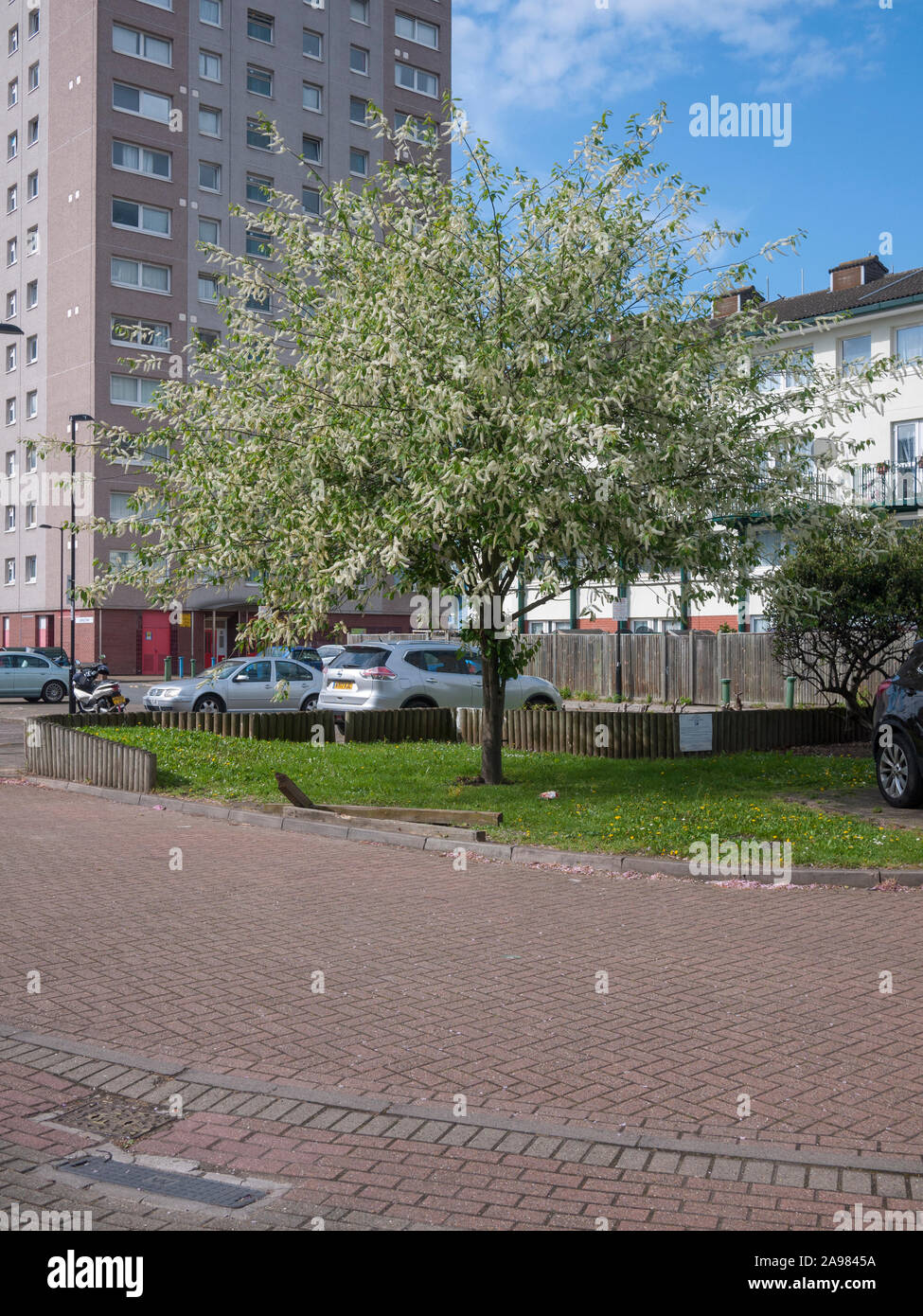 Cherry blossom of urban Bird Cherry (Prunus padus) tree, Evelyn Estate ...