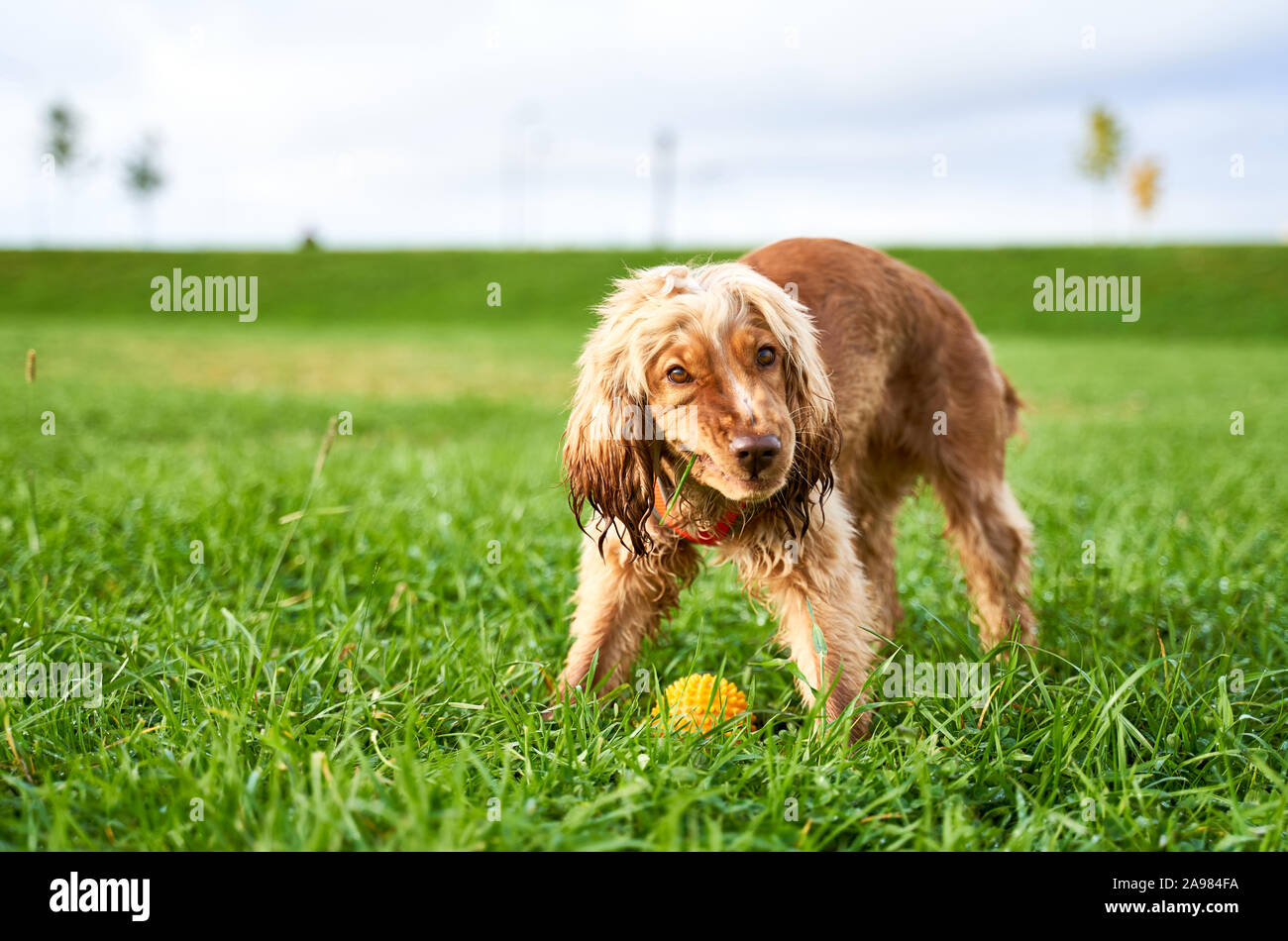 Ginger Spaniel chews grass, knits nose walking day Stock Photo - Alamy