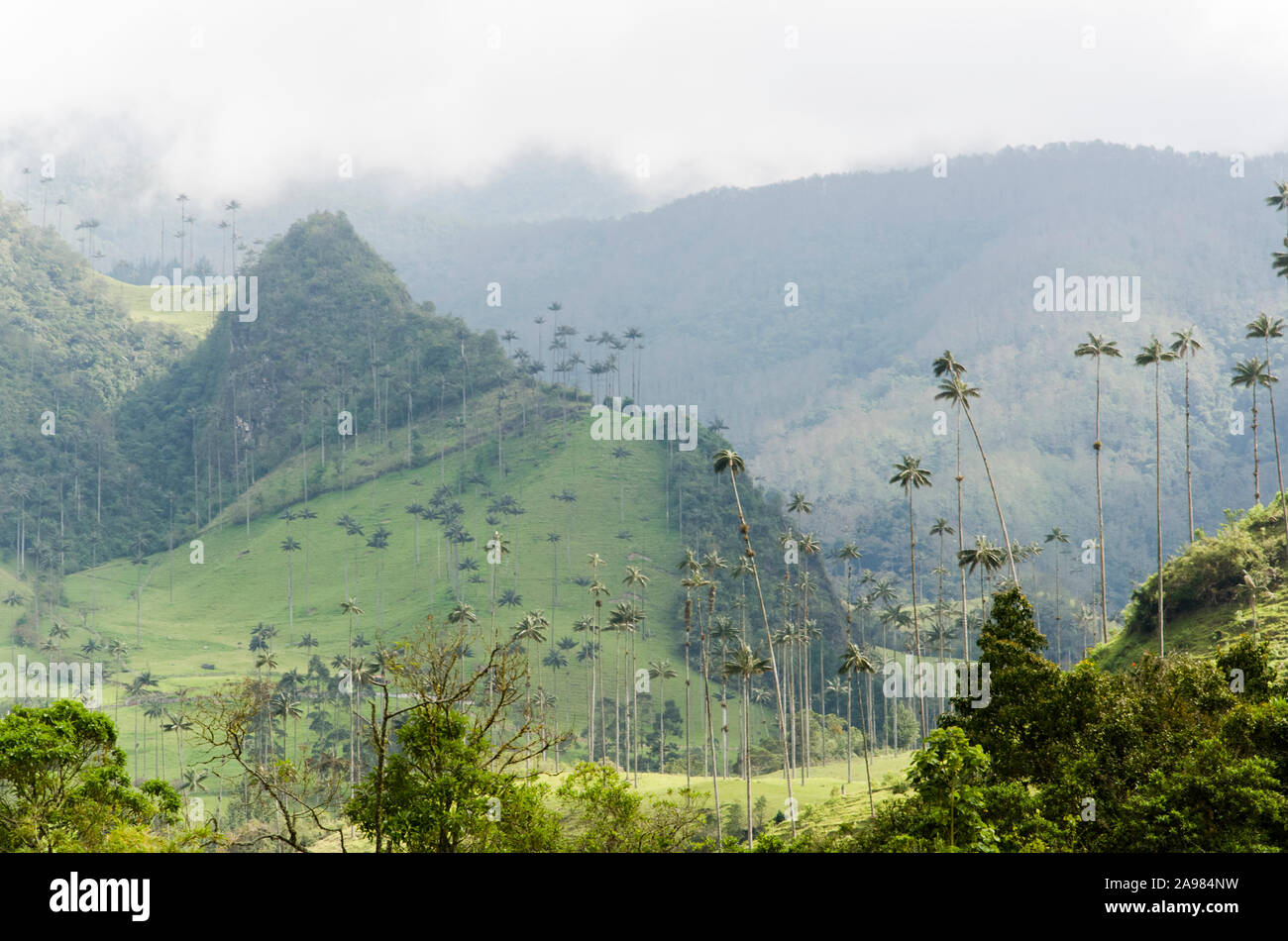 Cocora Valley beautiful landscape, with Quindio wax palms, Ceroxylon ...
