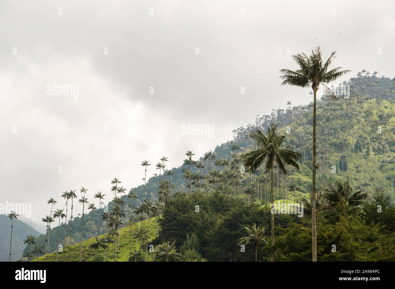 Cocora Valley beautiful landscape, with Quindio wax palms, Ceroxylon ...