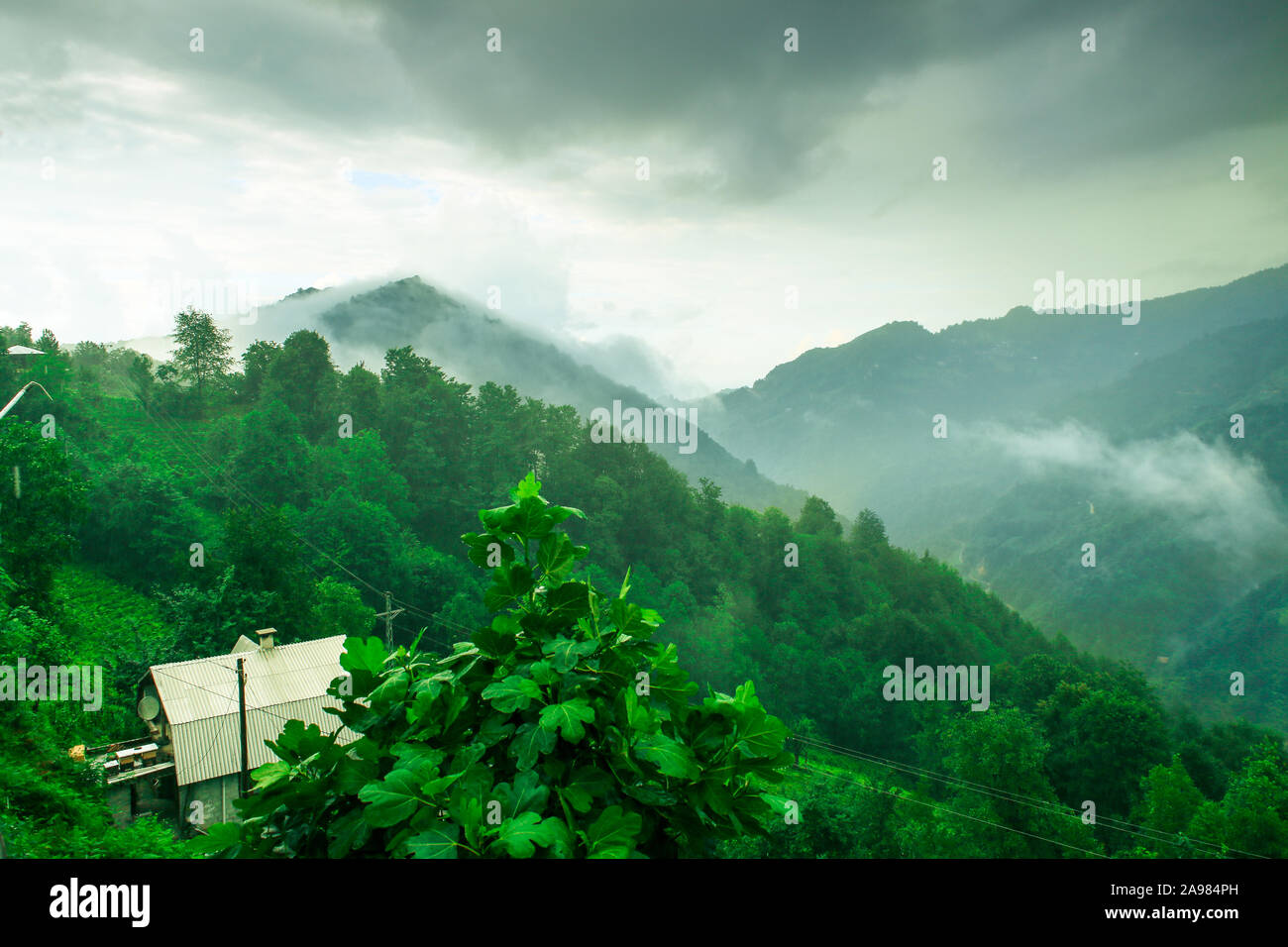 Raining at Camlihemsin, Rize very well known with tea plant and ...