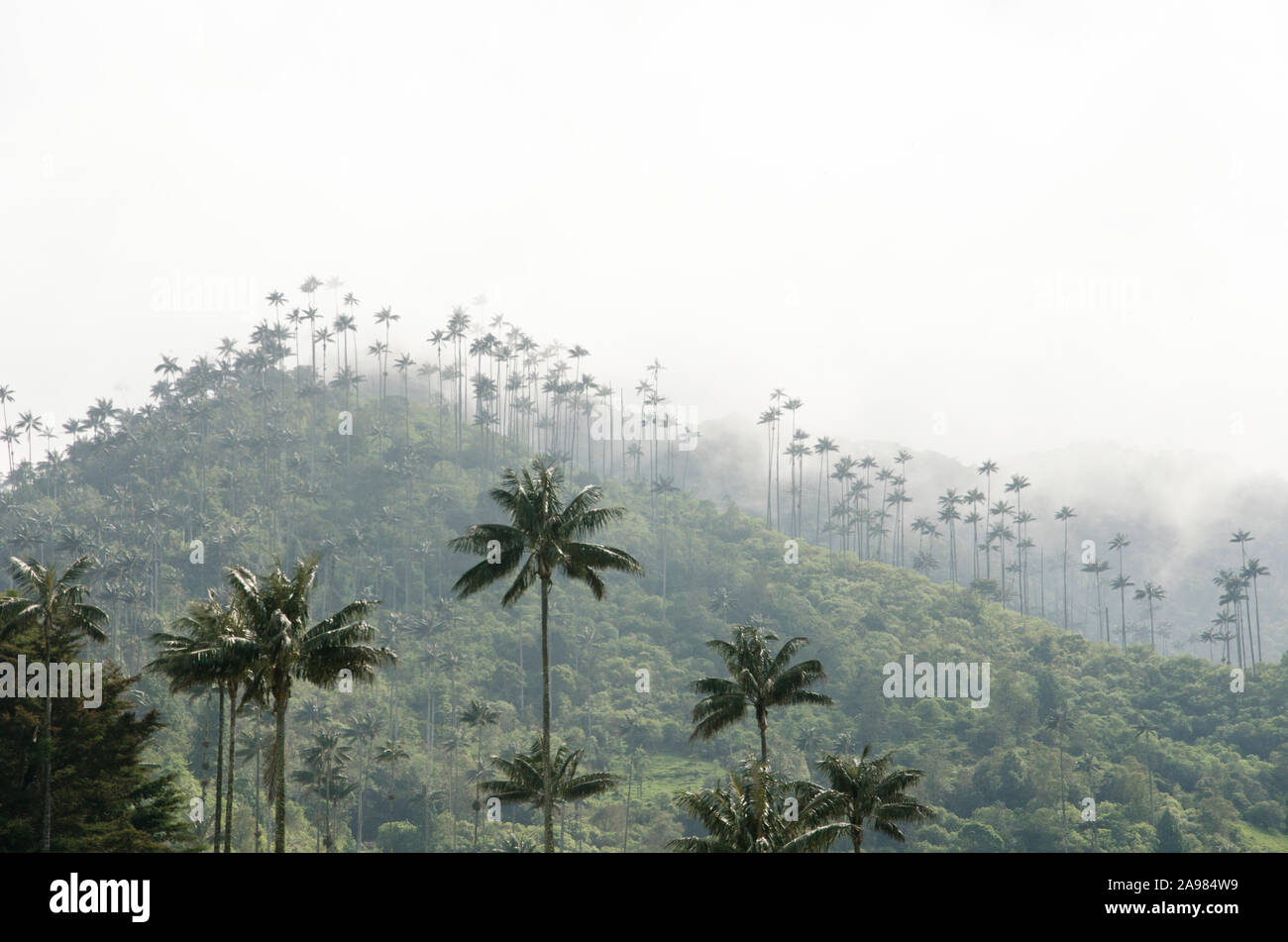 Cocora Valley beautiful landscape, with Quindio wax palms, Ceroxylon ...