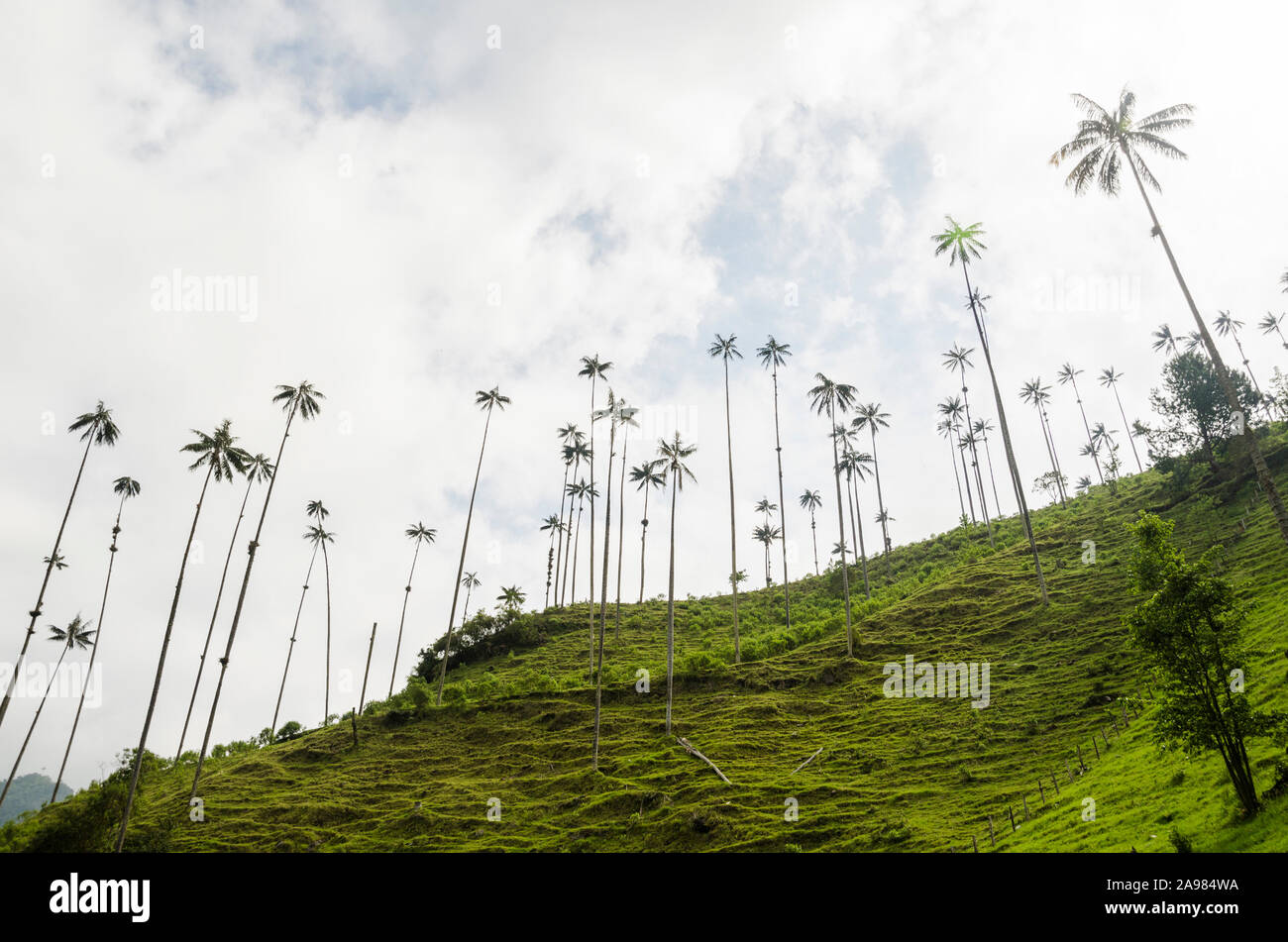 Cocora Valley beautiful landscape, with Quindio wax palms, Ceroxylon ...