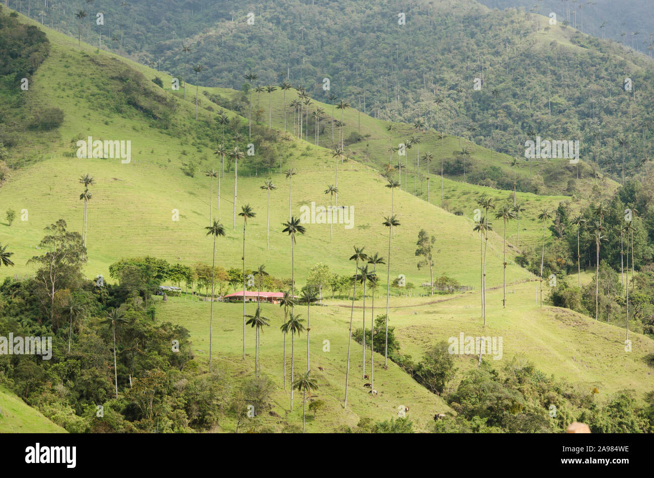 Cocora Valley beautiful landscape, with Quindio wax palms, Ceroxylon ...