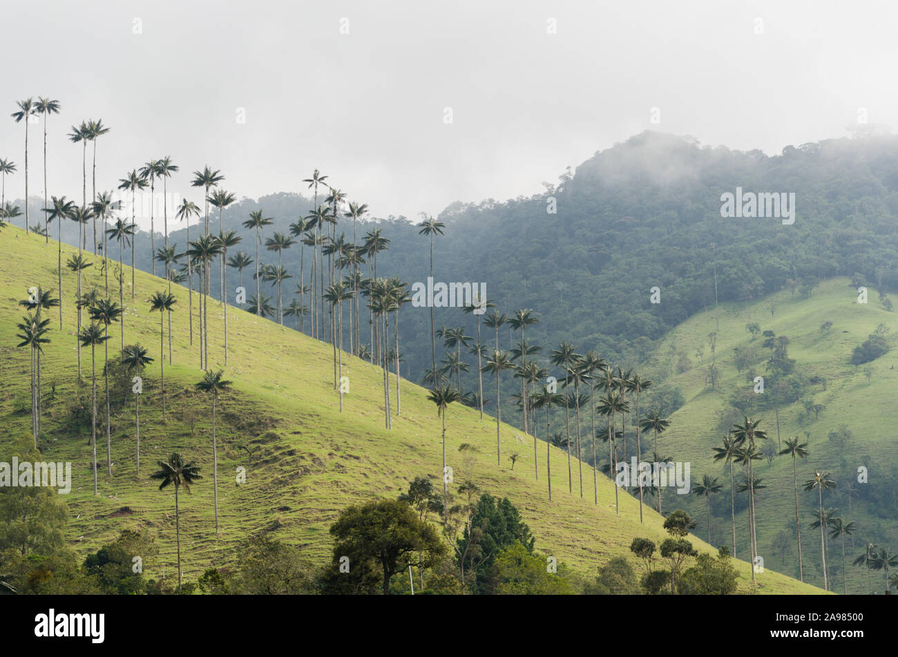Cocora Valley beautiful landscape, with Quindio wax palms, Ceroxylon ...