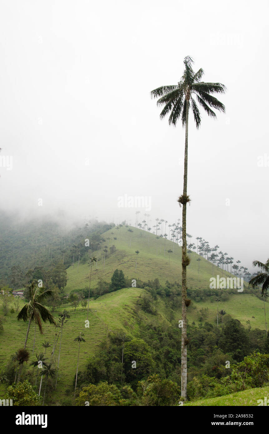 Palm wax palm hi-res stock photography and images - Alamy