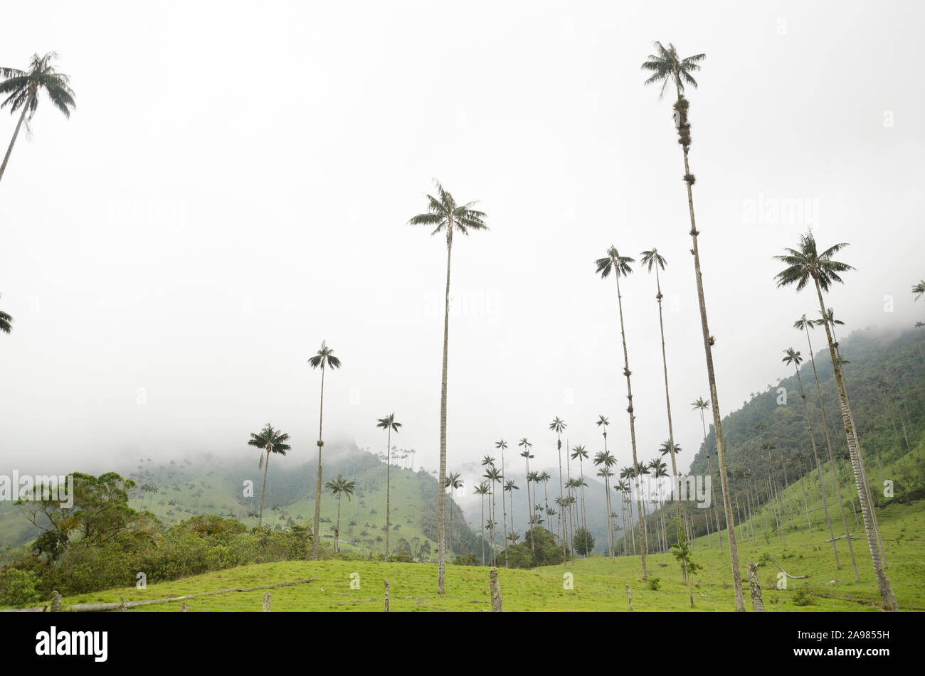 Cocora Valley beautiful foggy landscape, with Quindio wax palms ...