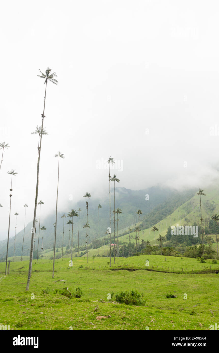 Ceroxylon quindiuense palm hi-res stock photography and images - Alamy