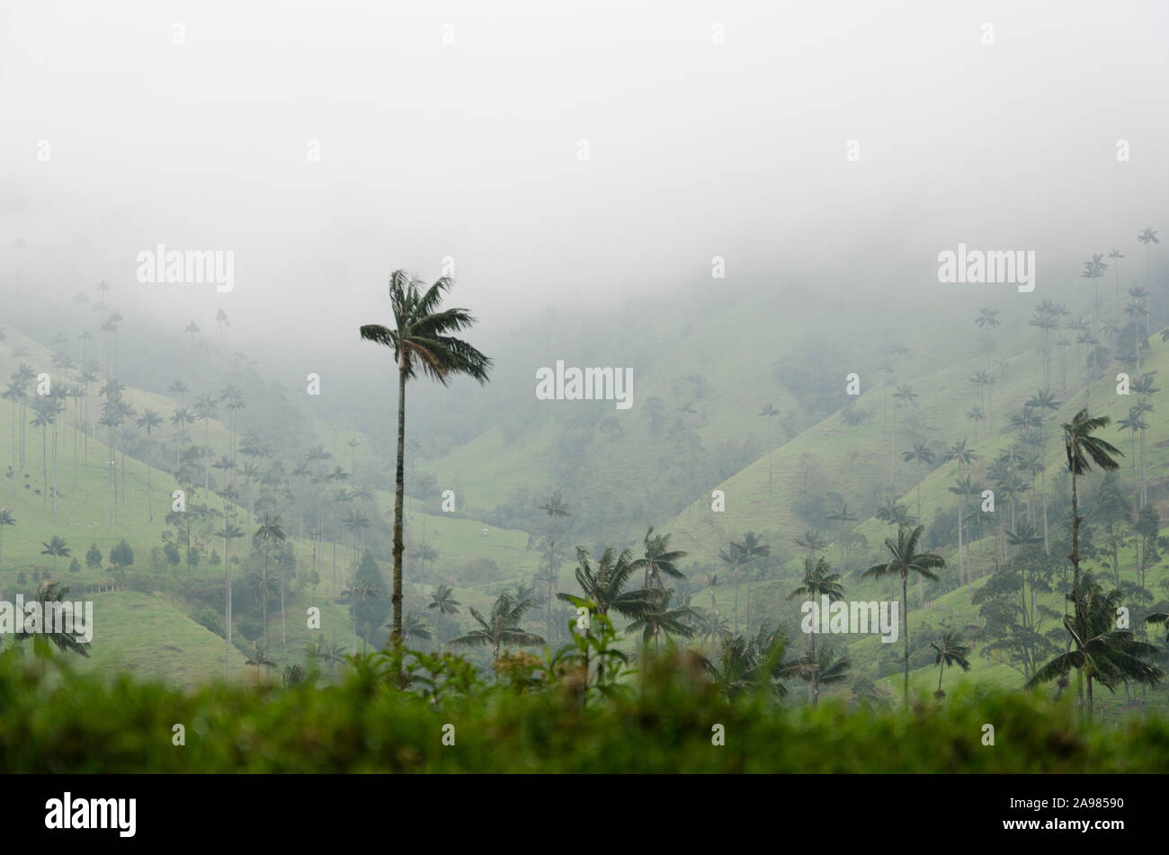 Cocora Valley beautiful foggy landscape, with Quindio wax palms ...