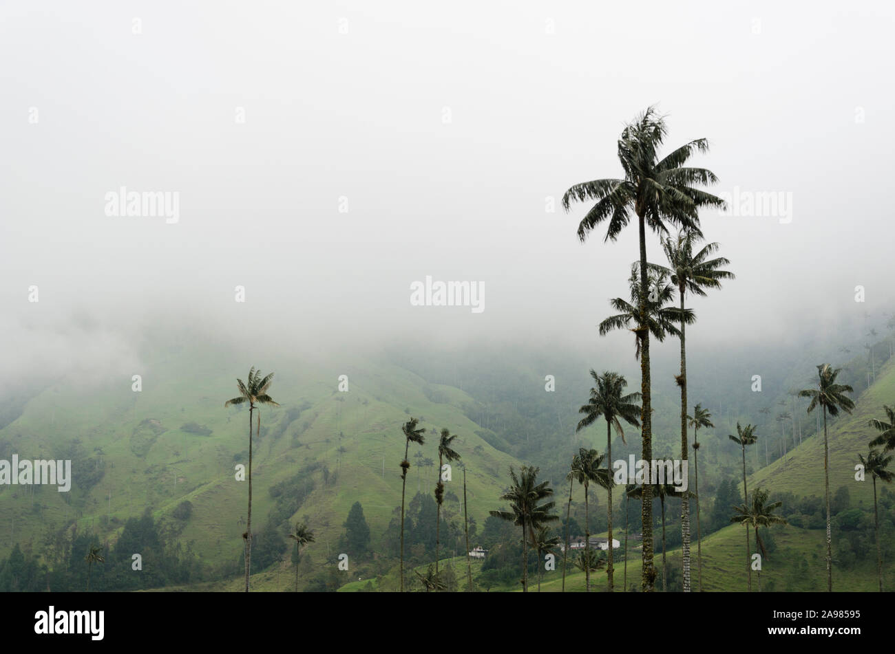 Cocora Valley beautiful foggy landscape, with Quindio wax palms ...