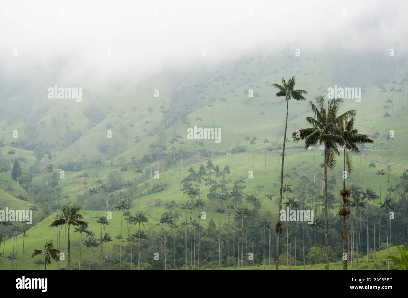 Cocora Valley beautiful foggy landscape, with Quindio wax palms ...