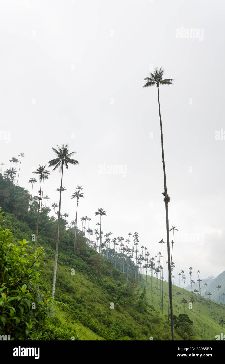 Cocora Valley beautiful landscape, with Quindio wax palms, Ceroxylon ...