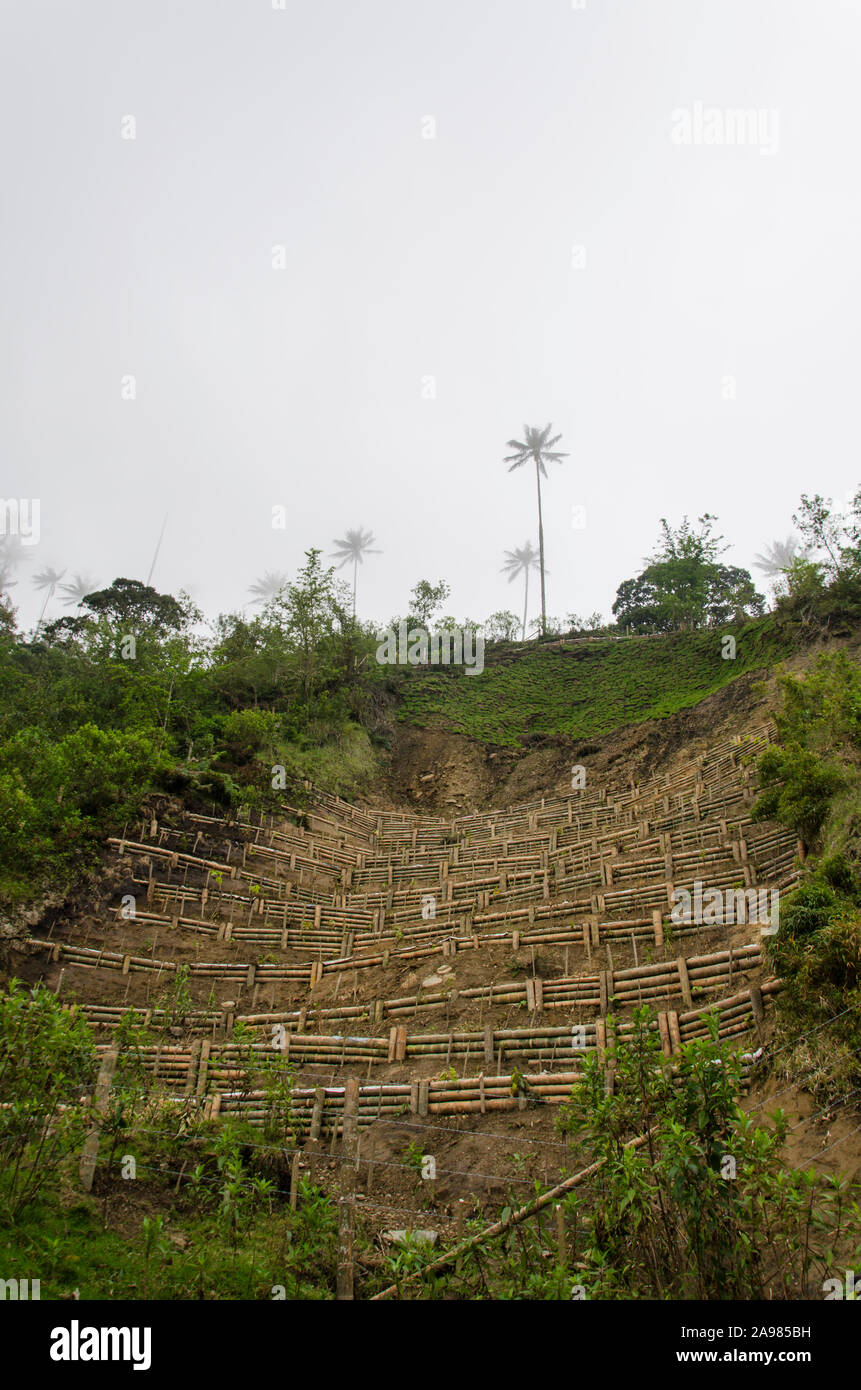 Wax palm terrace cultivation, attempted reforestation of Ceroxylon ...