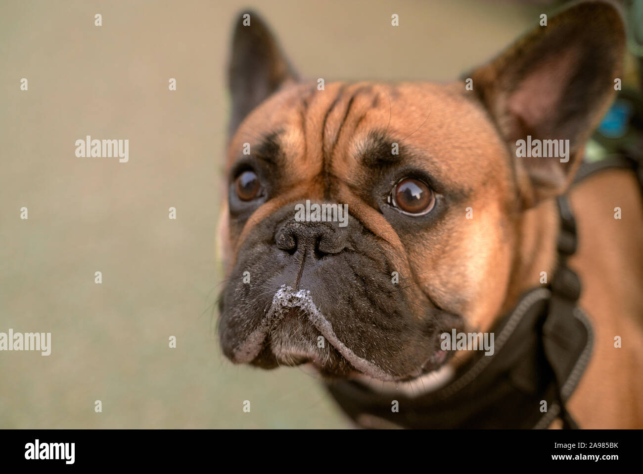 Ad for dog sitting hi-res stock photography and images - Alamy
