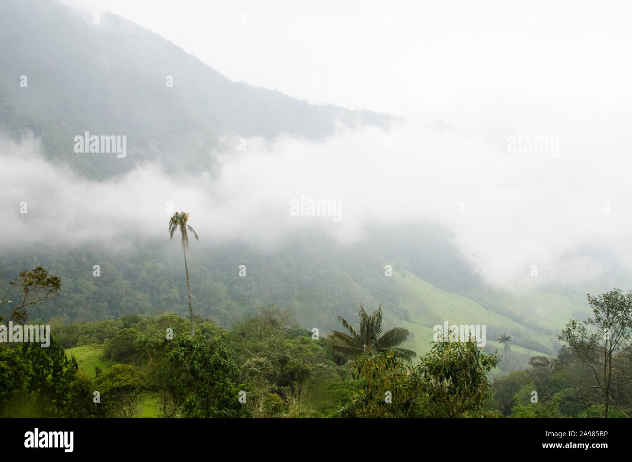 Cocora Valley beautiful misty landscape, with Quindio wax palms ...
