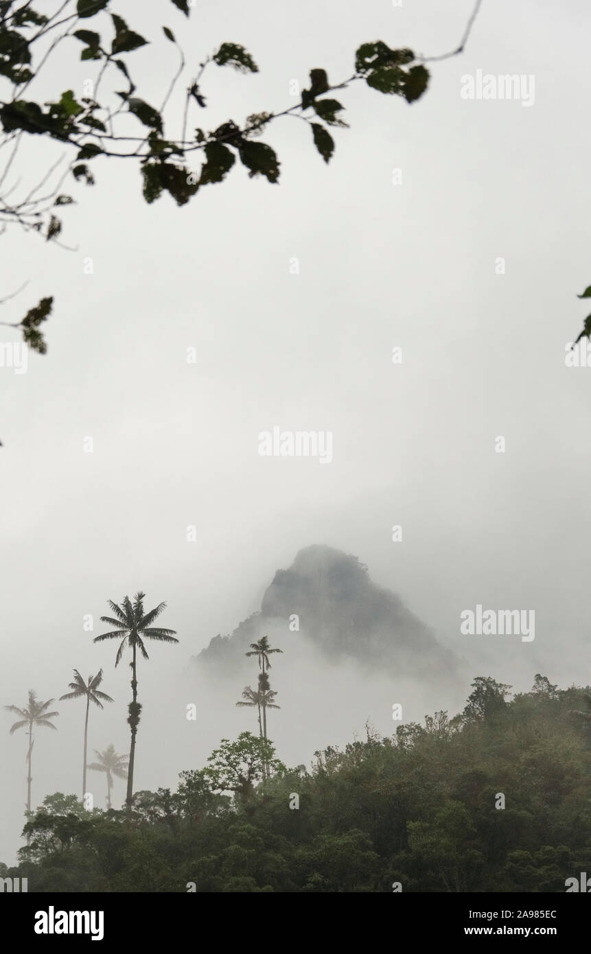 Cocora Valley beautiful misty landscape, A mountain that emerges in the ...