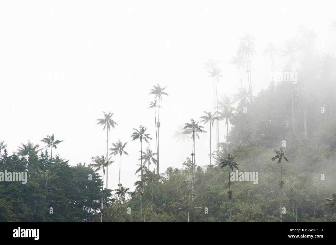 Cocora Valley beautiful misty landscape, with Quindio wax palms ...