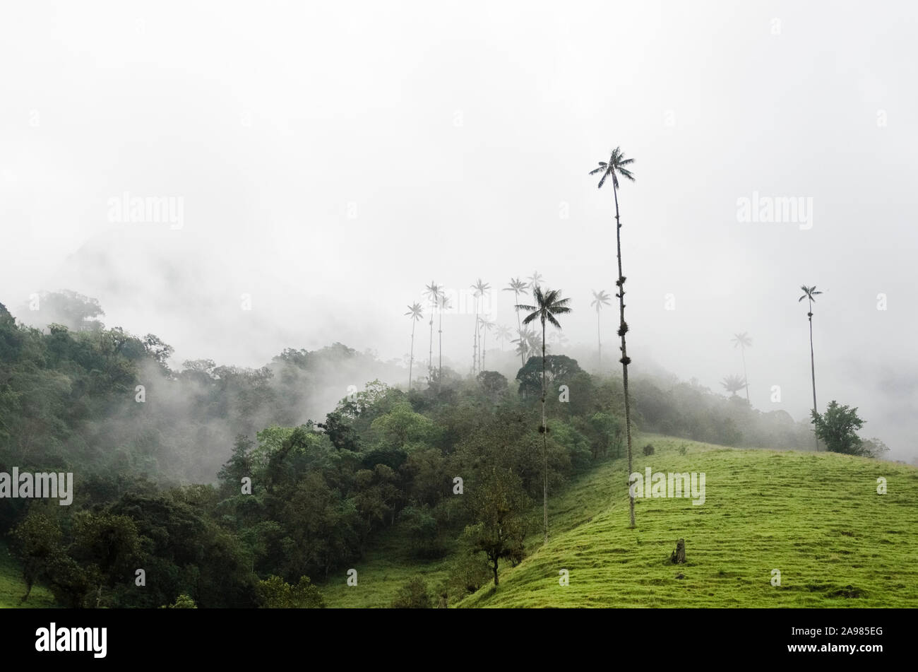 Cocora Valley beautiful misty landscape, with Quindio wax palms ...